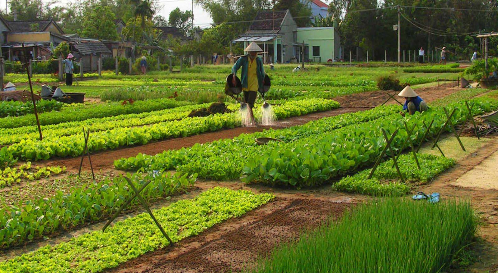 Tra Que Vegetable Village in Hoi An - Farming Experience Hoi An